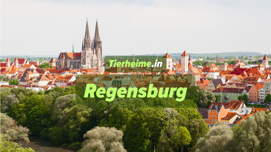 Tierheim Regensburg ᐅ Jetzt mehr erfahren!