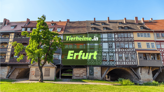 Tierheim Erfurt - 2 Standorte: Andreasried, Am Lutherstein